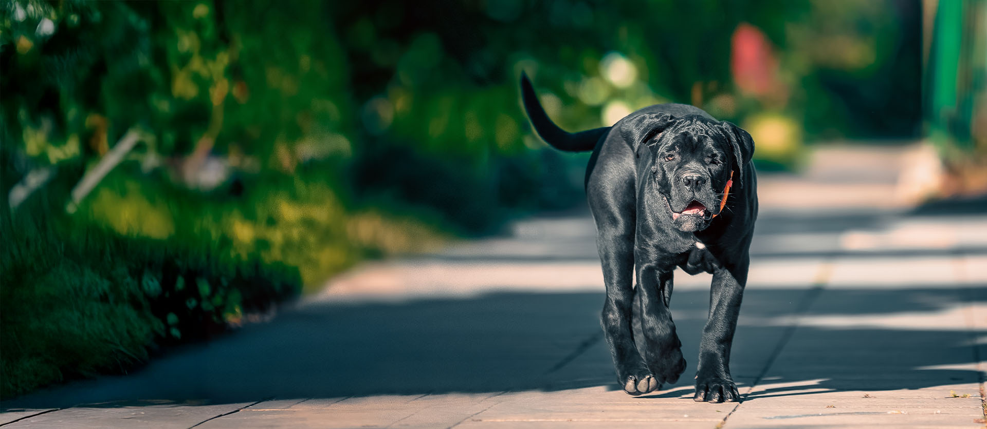 Advanced Dog Training Houston | Freedom K9