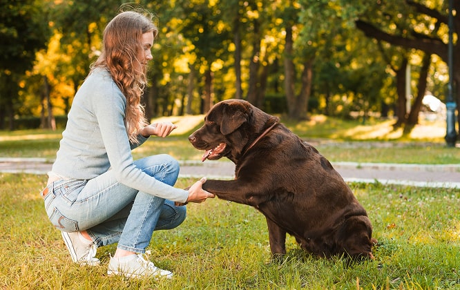 Board And Train Program | Freedom K9