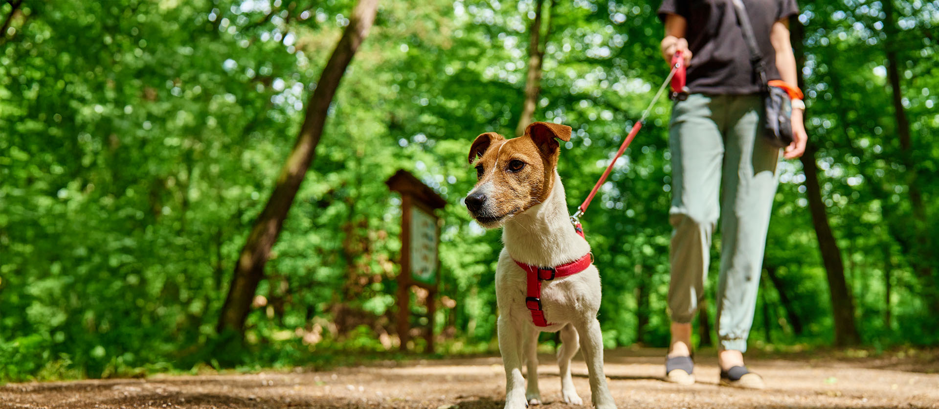 Board And Train Program | Freedom K9