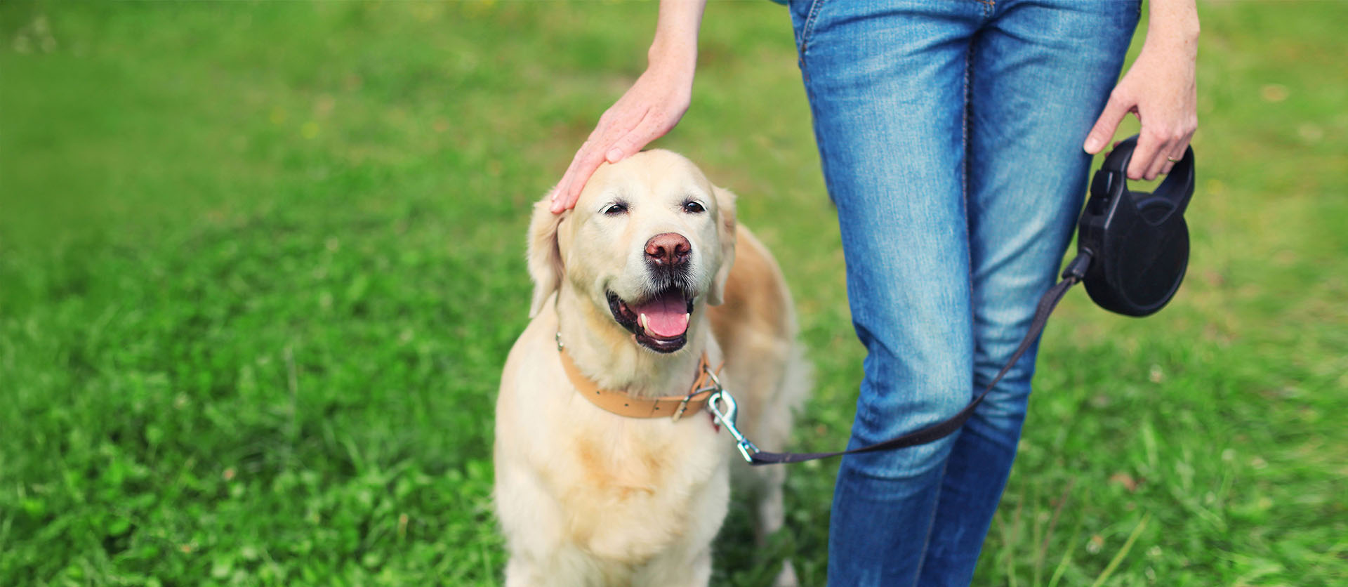 Intermediate Dog Training Course | Freedom K9